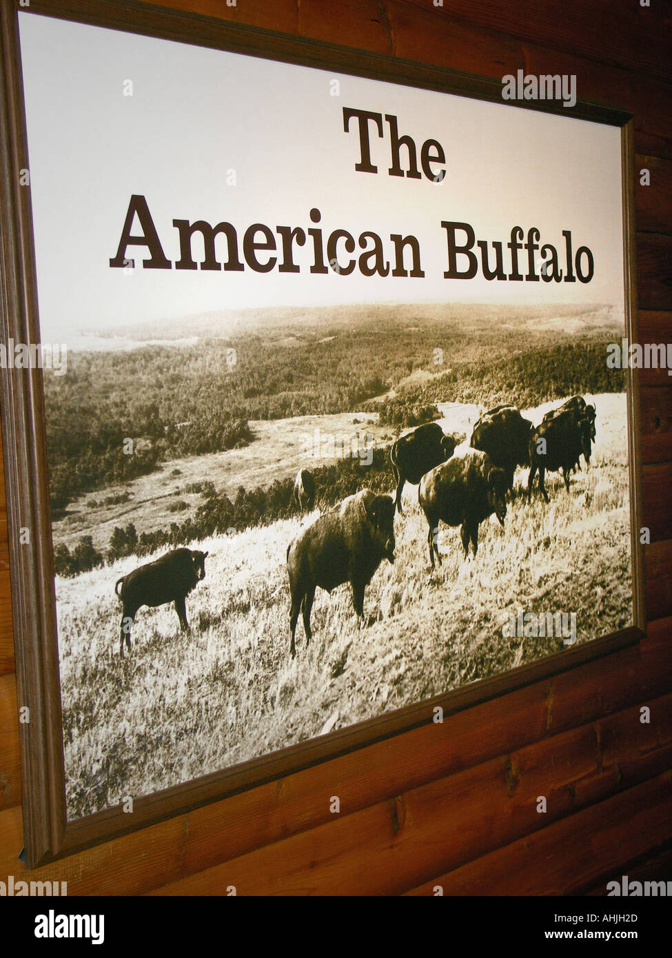 Photograph of the American Buffalo Stock Photo - Alamy