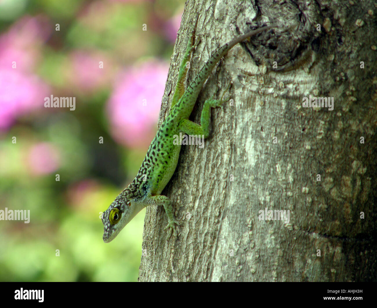 Leach's anole (Anolis leachii) Antiguan spotted anole lizard coming ...