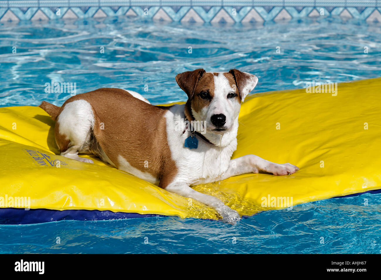 Dog enjoys the swimming pool Stock Photo - Alamy