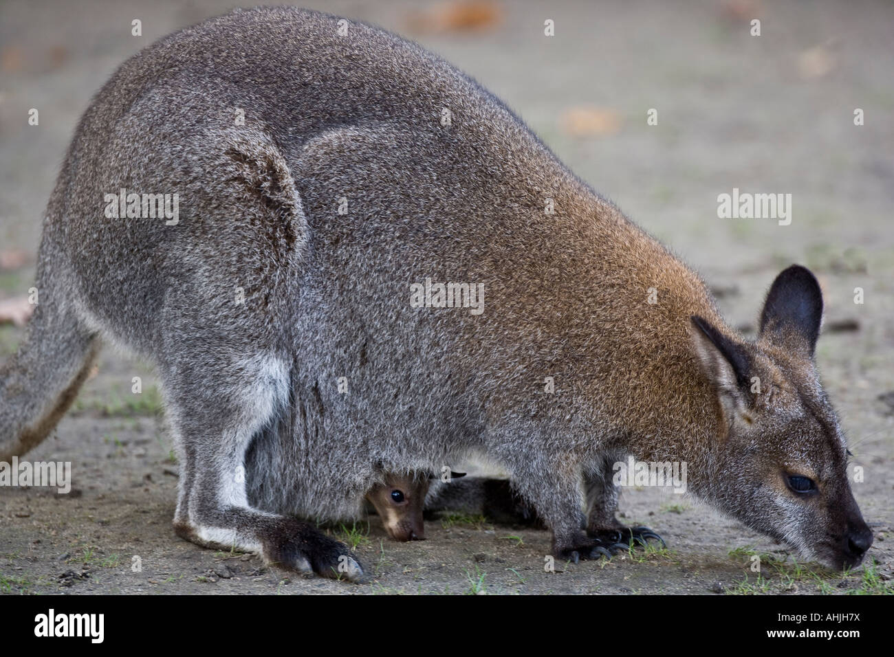 The Red necked Wallaby Stock Photo - Alamy