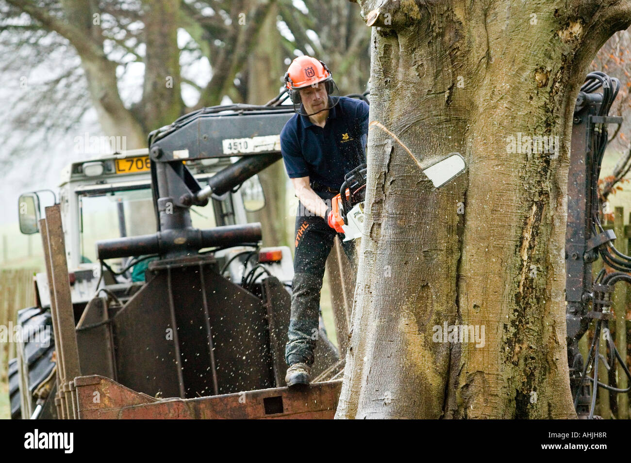 A woodsman cuts down a tree with a chainsaw Stock Photo - Alamy