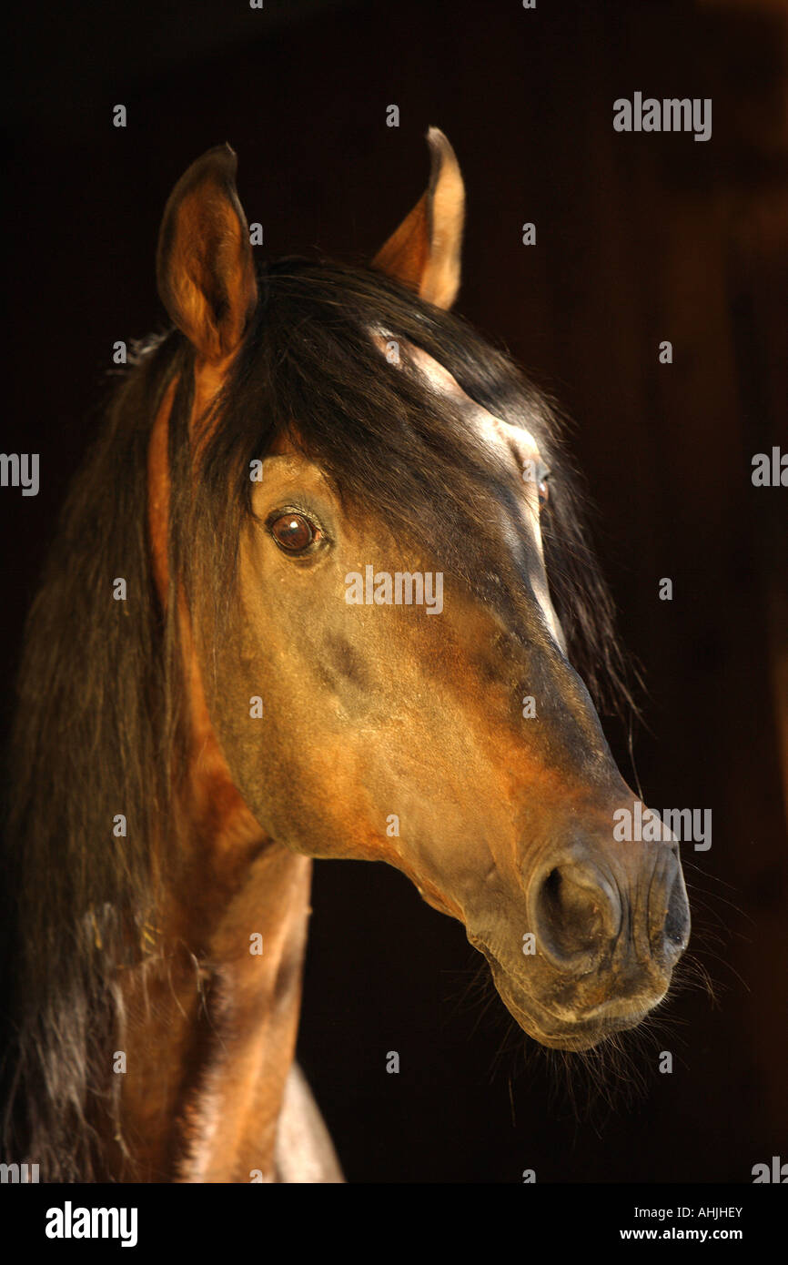 Pure Spanish-bred - portrait Stock Photo - Alamy