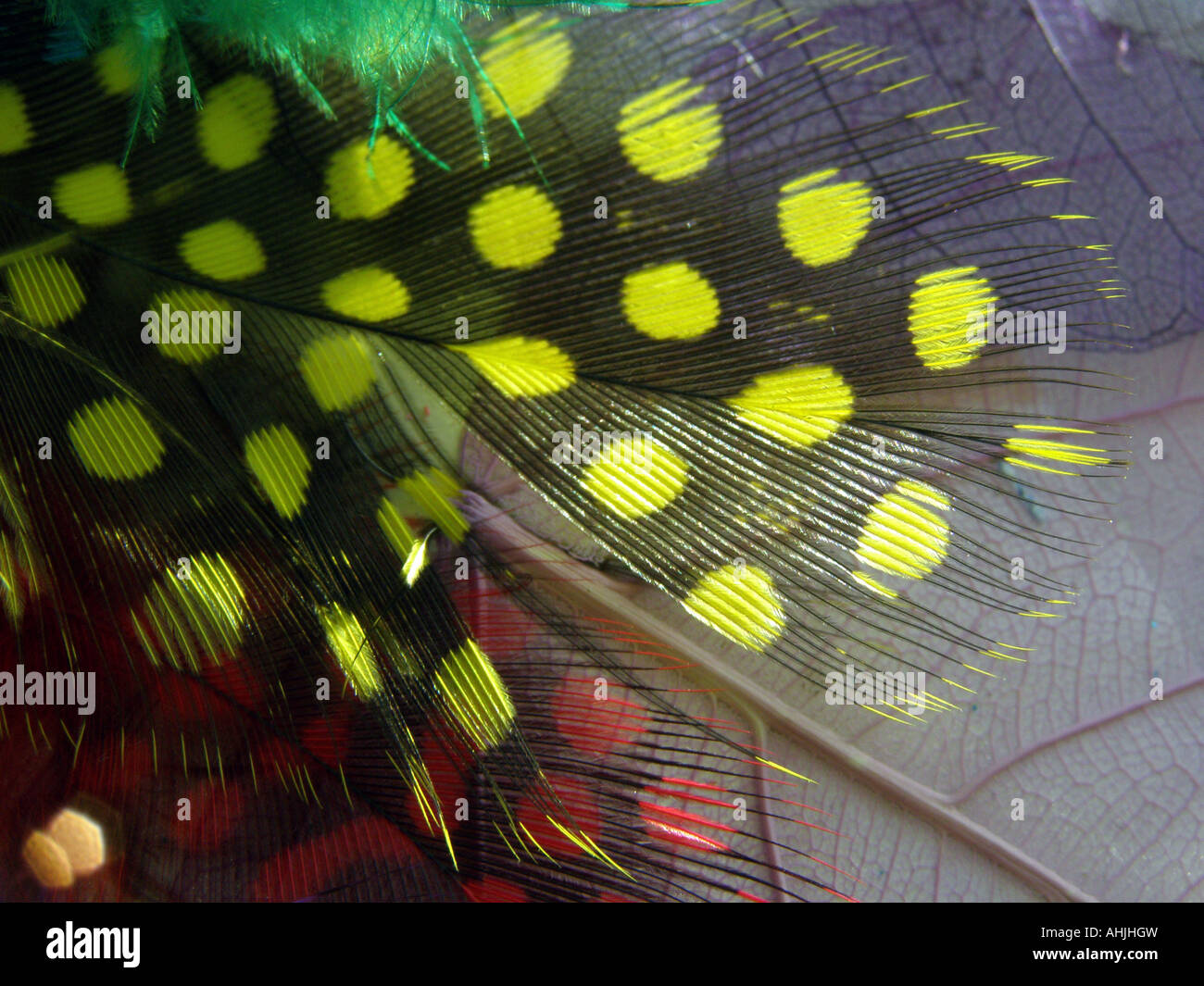Yellow spotted feather Stock Photo - Alamy