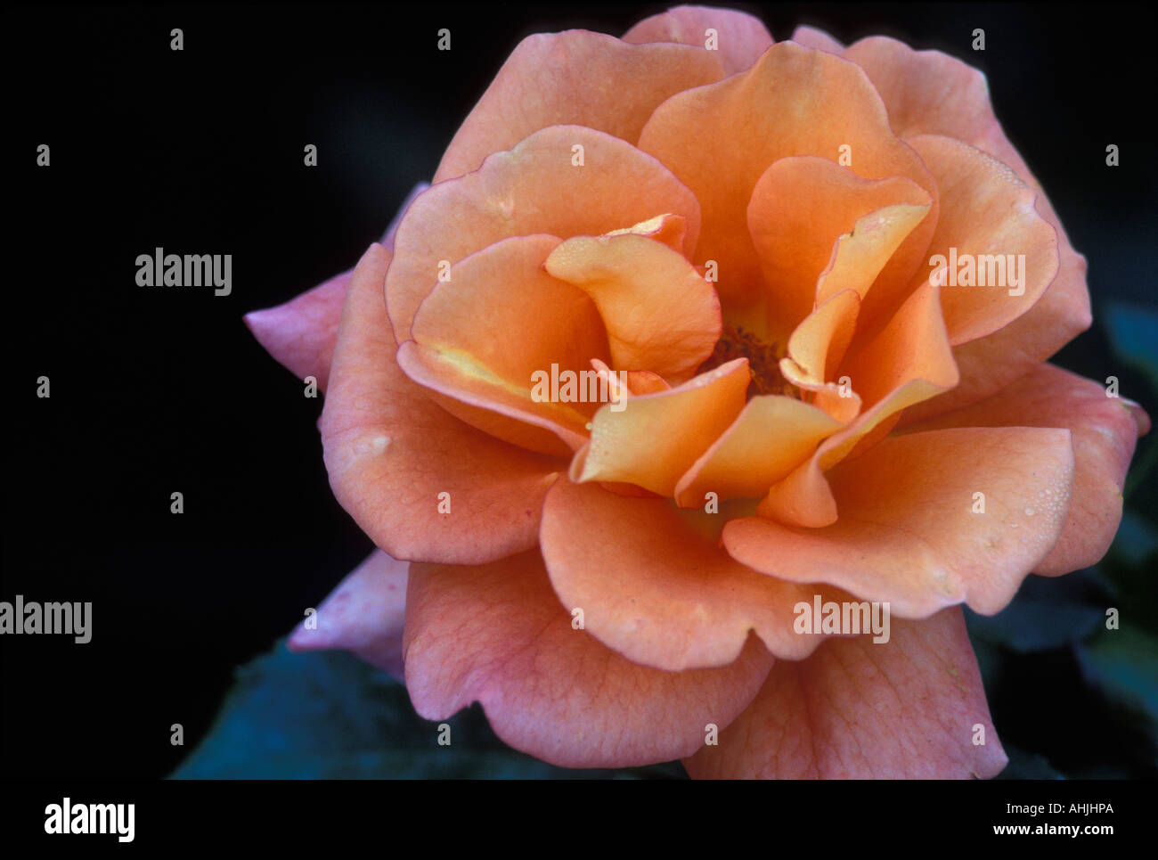 Genus victoria hi-res stock photography and images - Alamy