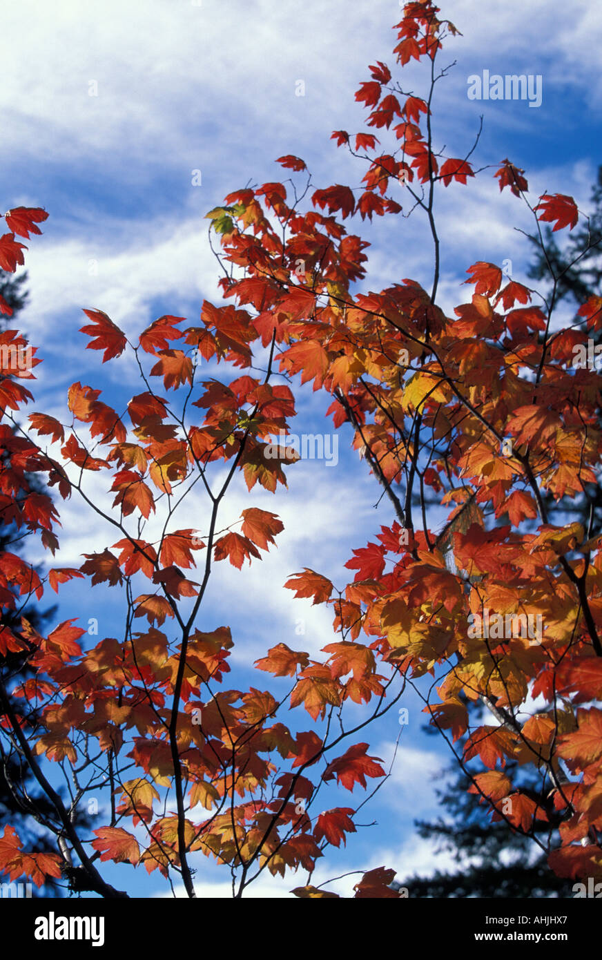 USA Washington Mount Rainier National Park Fall foliage in forest near ...