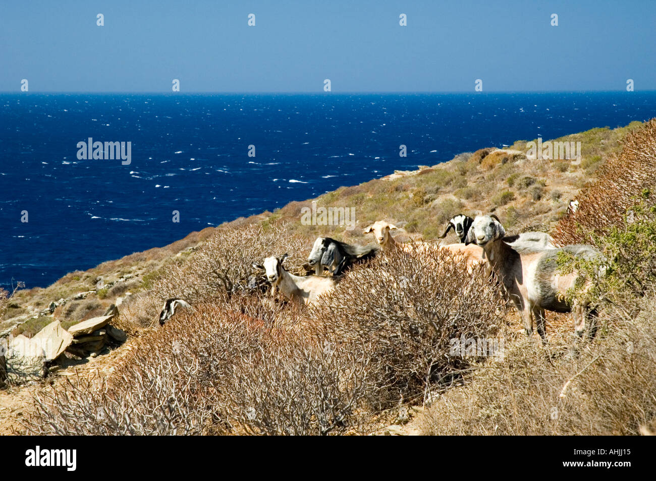 Sheep in a feild Folegandros Cyclades Greek Islands Greece Stock Photo ...