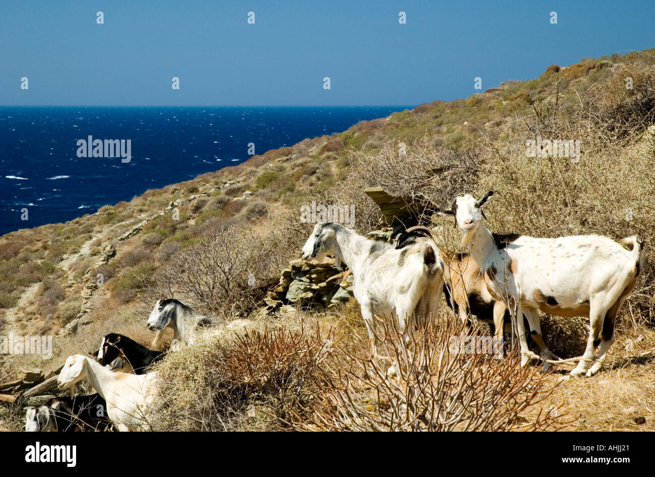 Sheep in a feild Folegandros Cyclades Greek Islands Greece Stock Photo ...