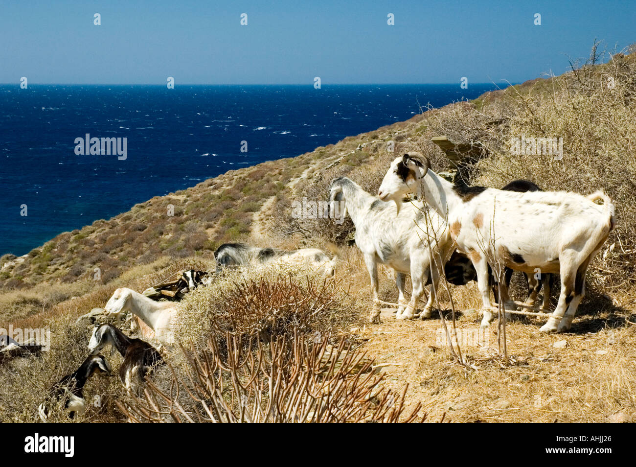 Sheep in a feild Folegandros Cyclades Greek Islands Greece Stock Photo ...