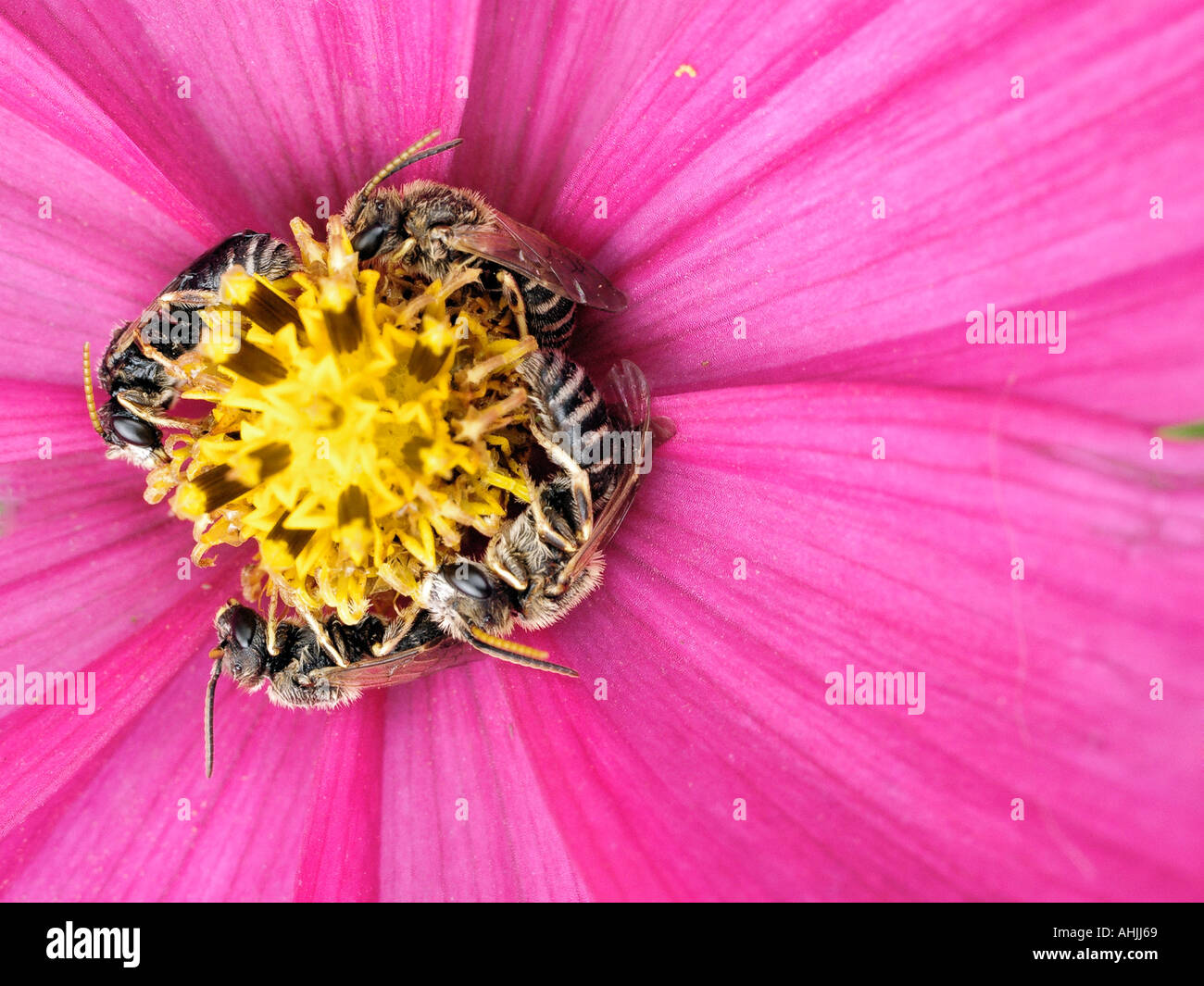 Four bees huddle around the center of a choreopsis flower after a cool ...