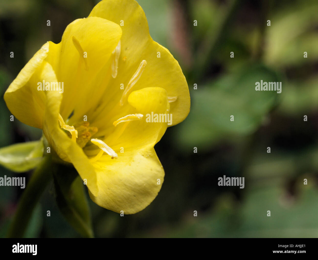 Aureolaria hi-res stock photography and images - Alamy