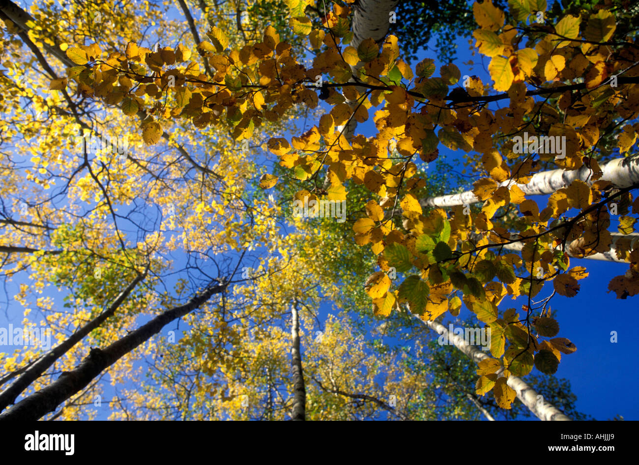 Canada British Columbia Shelley Fall foliage in birch trees along ...