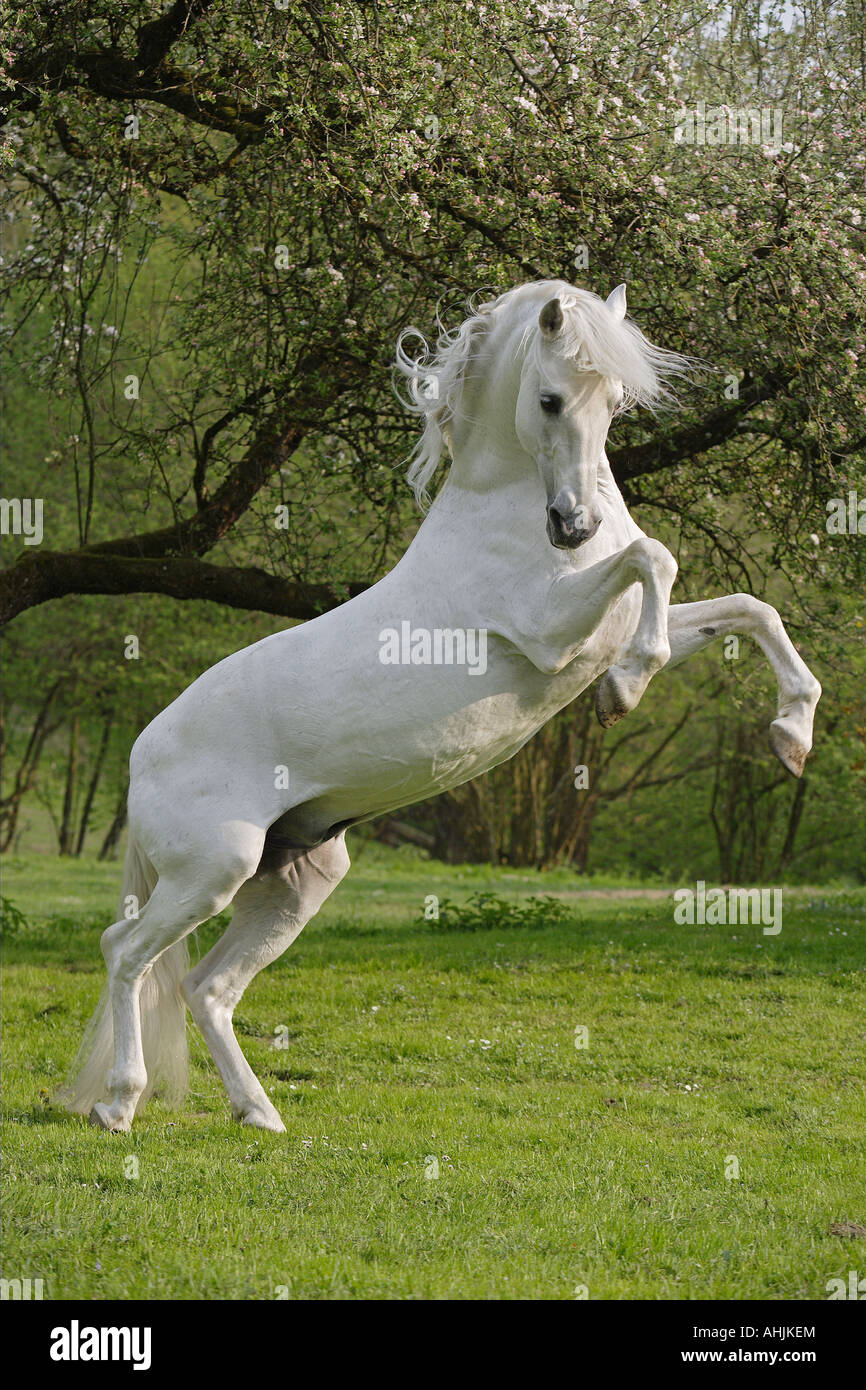Pure Spanish Horse, Andalusian. Gray stallion rearing in an orchard ...
