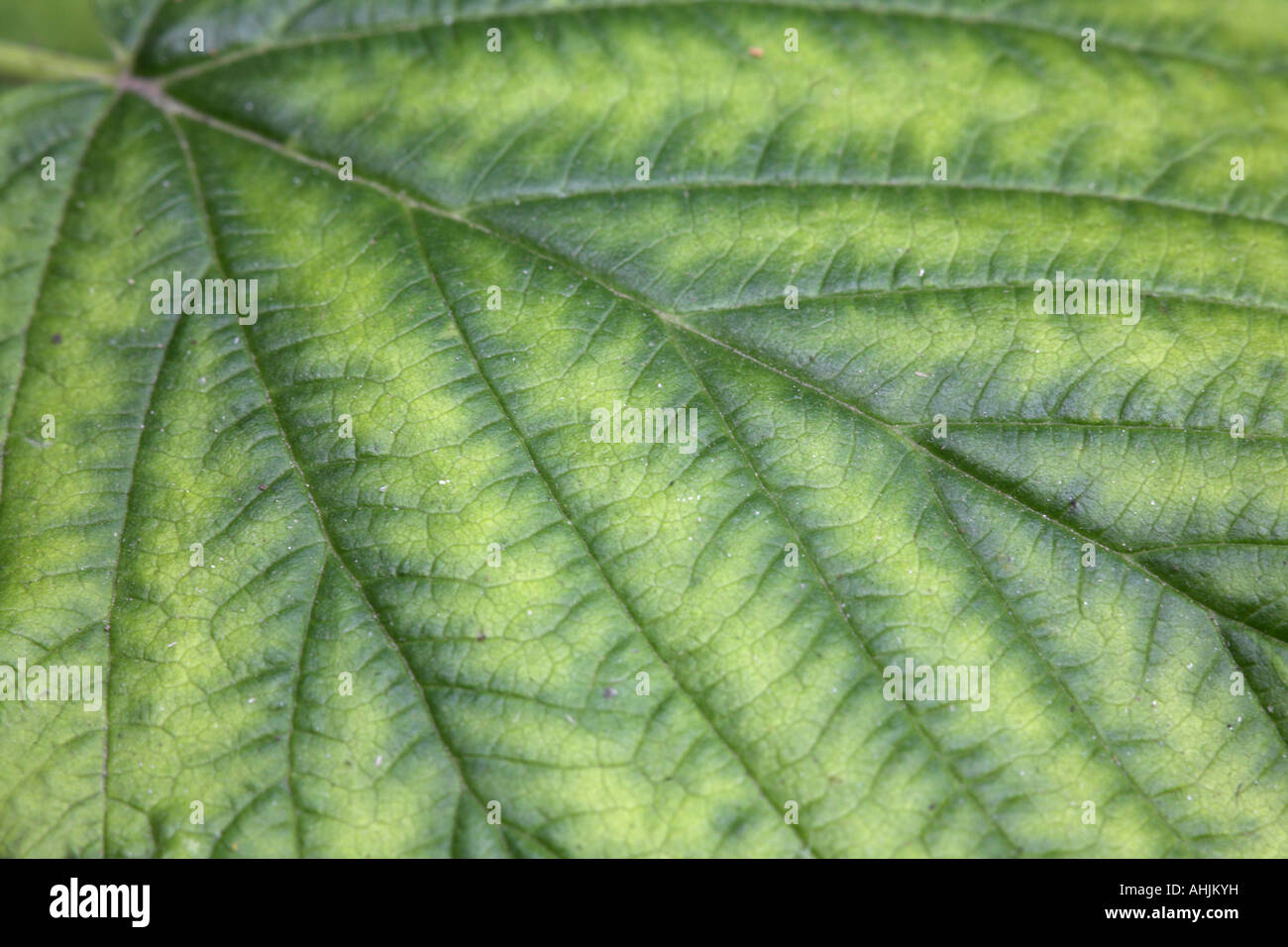 Wild rasberry hi-res stock photography and images - Alamy