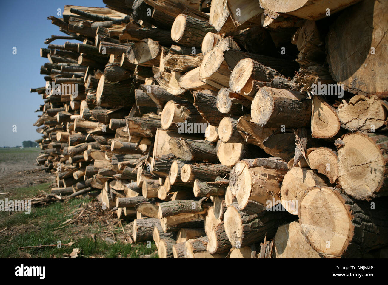 Felled trees Stock Photo - Alamy