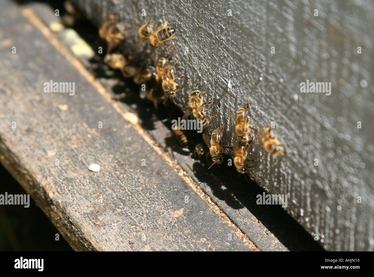 Hum of insects hi-res stock photography and images - Alamy