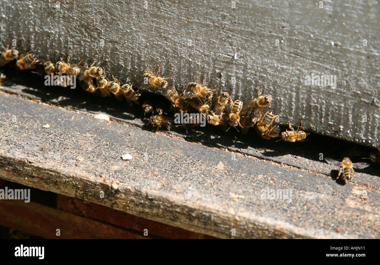 Hum of insects hi-res stock photography and images - Alamy