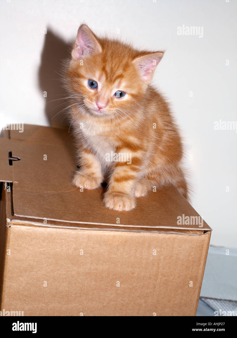 Eight Week Old Ginger Kitten Stock Photo - Alamy