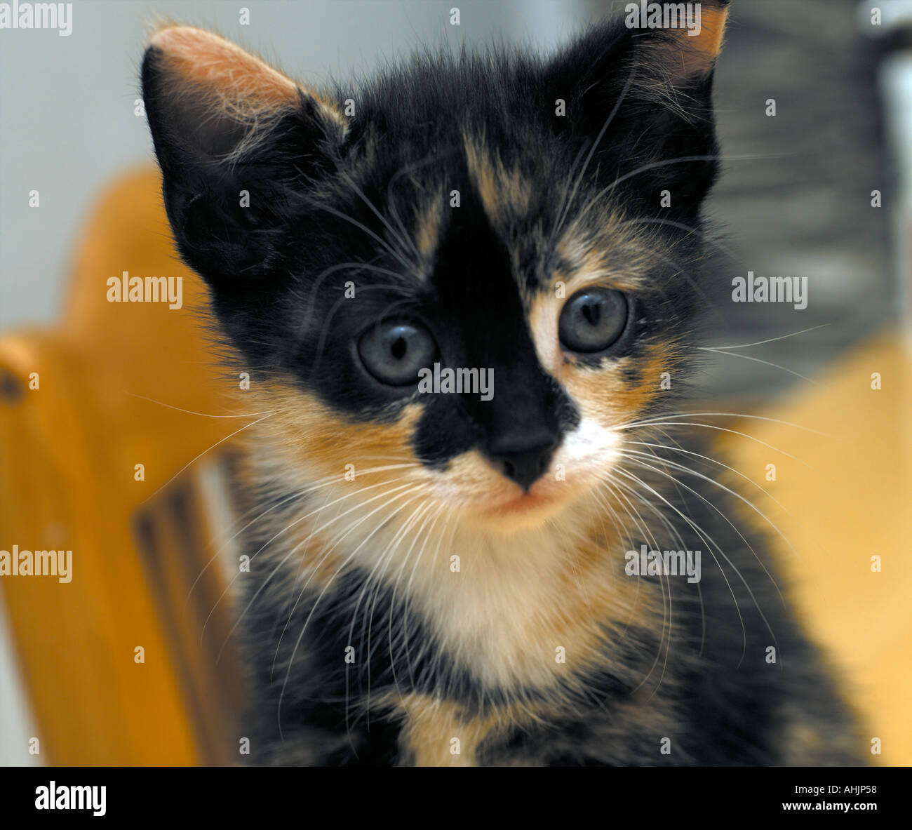 Tortoiseshell kitten hi-res stock photography and images - Alamy
