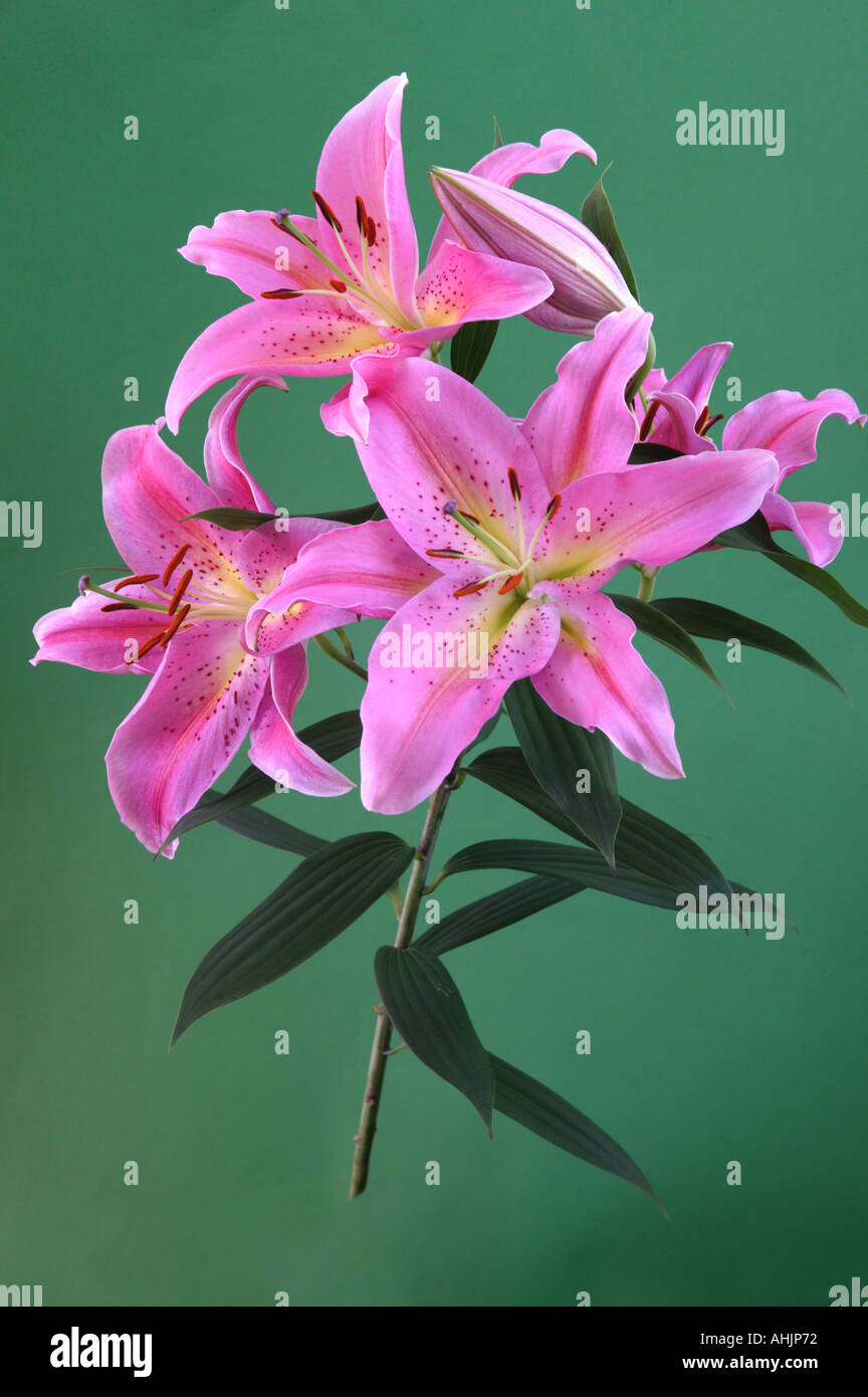Spray of stargazer lilies Lilium Star Gazer Stock Photo - Alamy