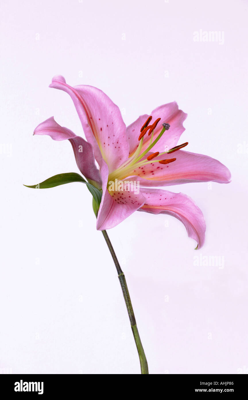 Single stargazer lily Lilium Star Gazer Stock Photo - Alamy
