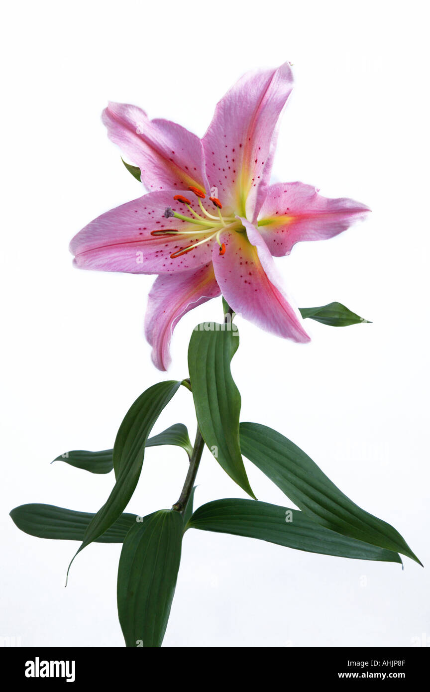 Single stargazer lily Lilium Star Gazer Stock Photo - Alamy