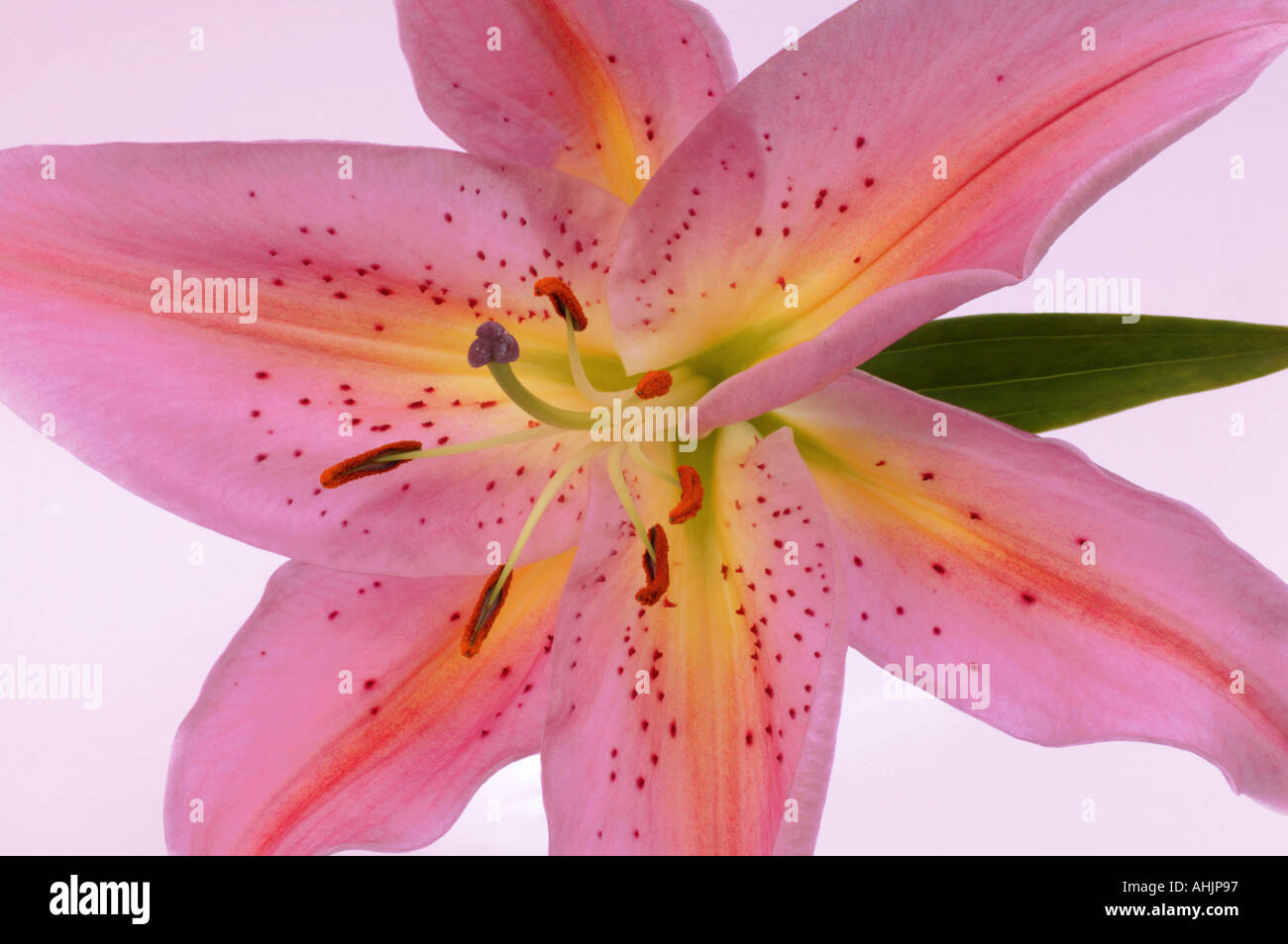 Stargazer lily in extreme close up Lilium Star Gazer Stock Photo - Alamy