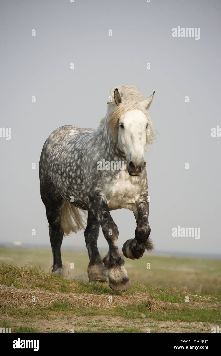 Percheron - galloping on meadow Stock Photo - Alamy
