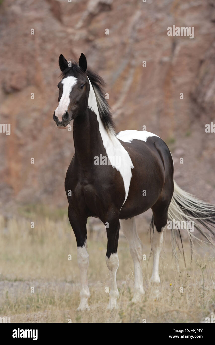 Pinto - standing on meadow Stock Photo - Alamy
