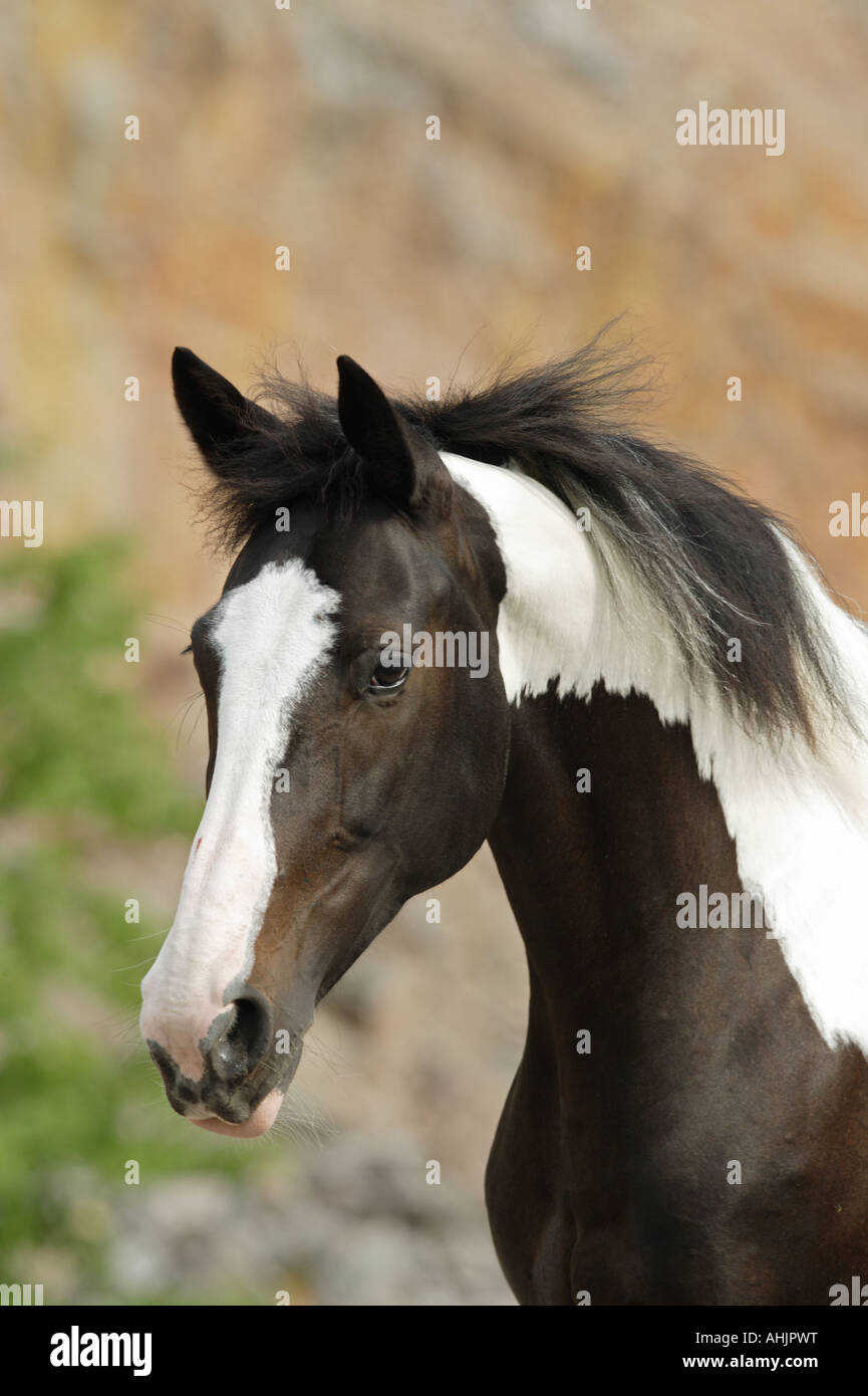 Pinto - portrait Stock Photo - Alamy