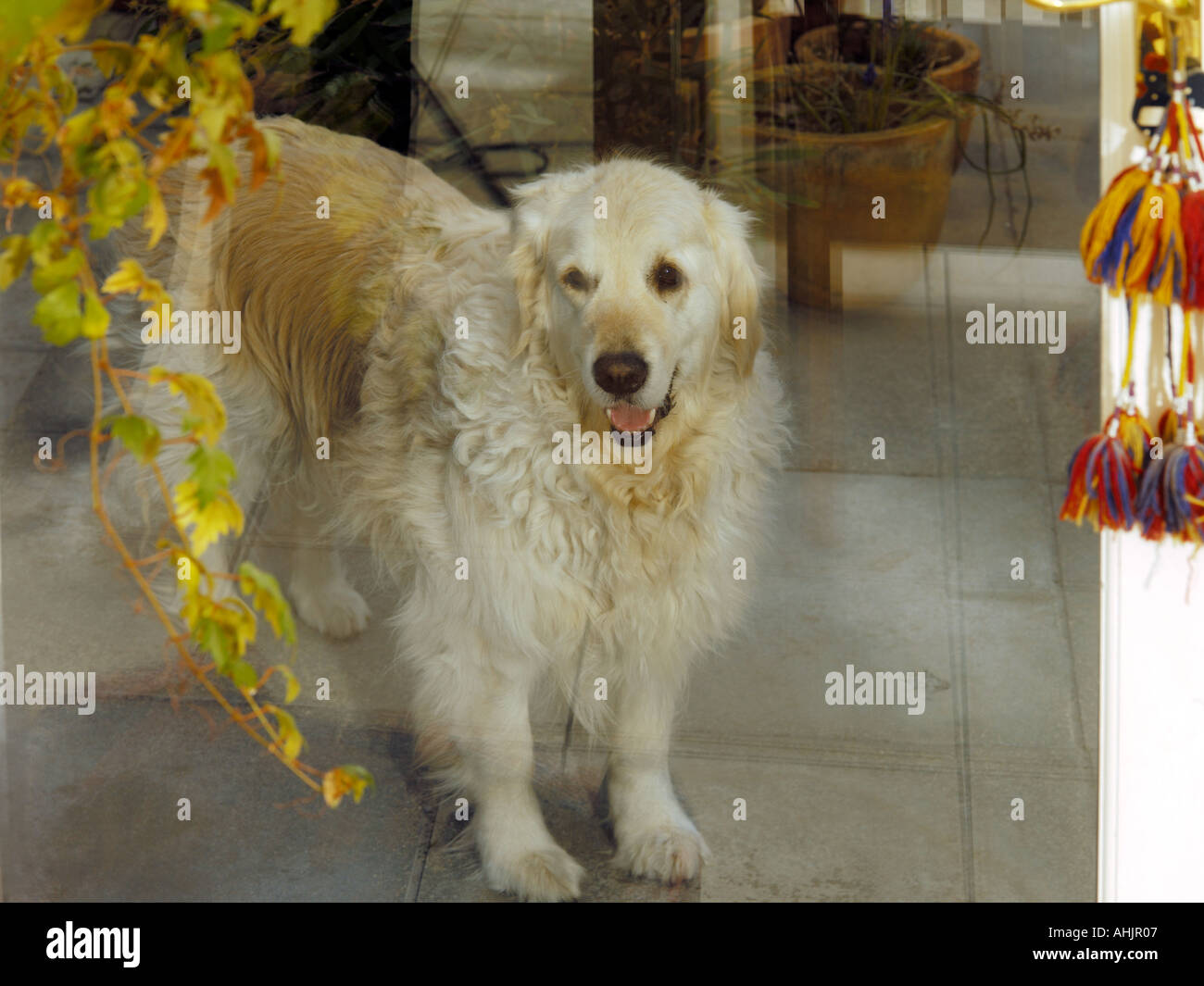 Barking at window hi-res stock photography and images - Alamy