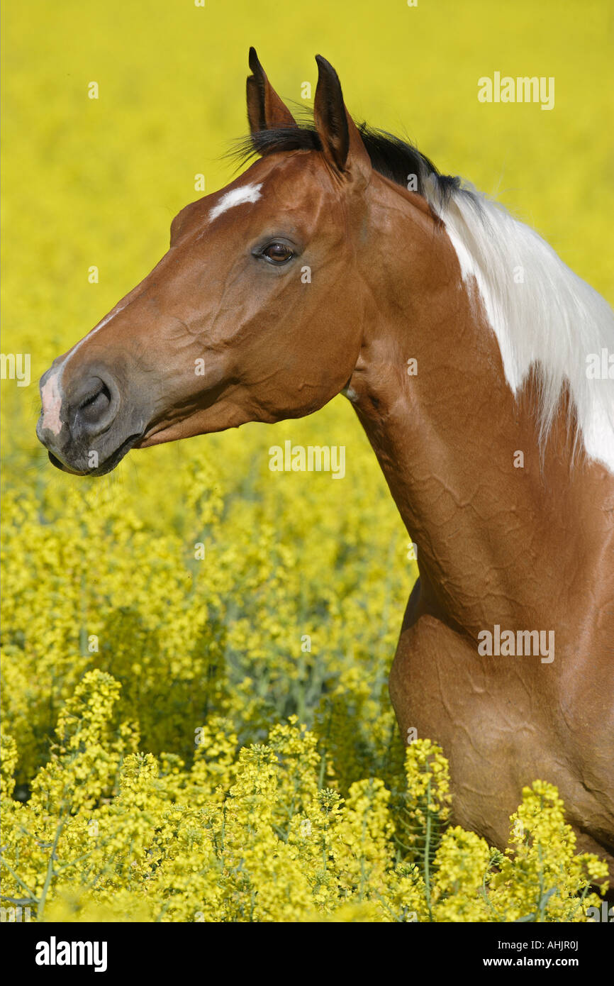 Pinto - portrait Stock Photo - Alamy