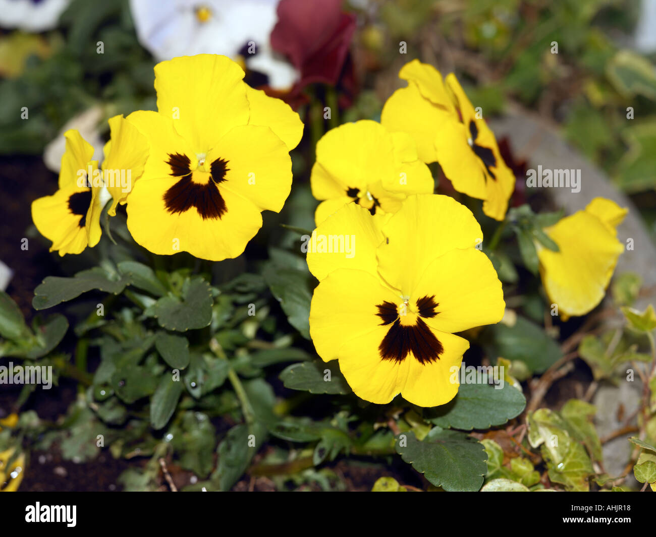 Yellow pansies hi-res stock photography and images - Alamy