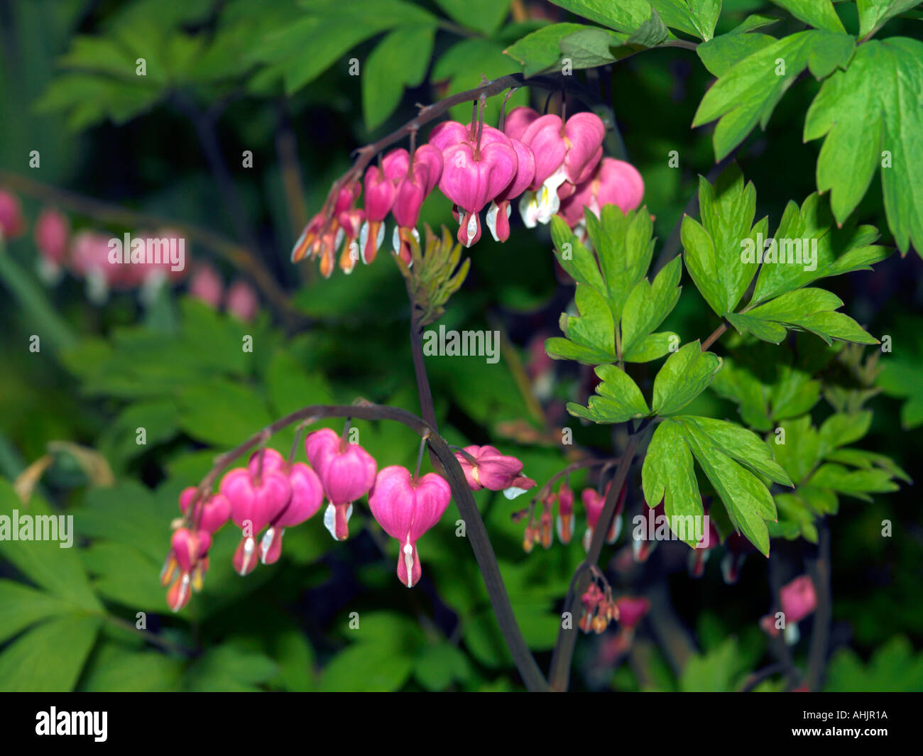 Asian bleeding heart flowers hi-res stock photography and images - Alamy
