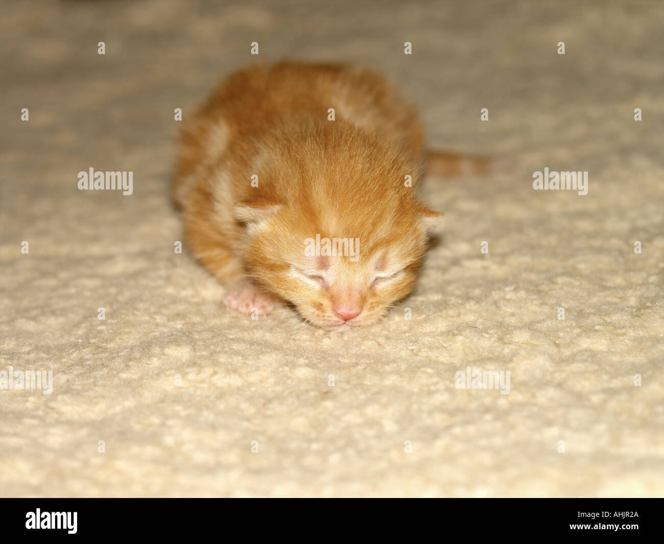 Week Old Ginger Kitten with Eyes Closed Stock Photo - Alamy