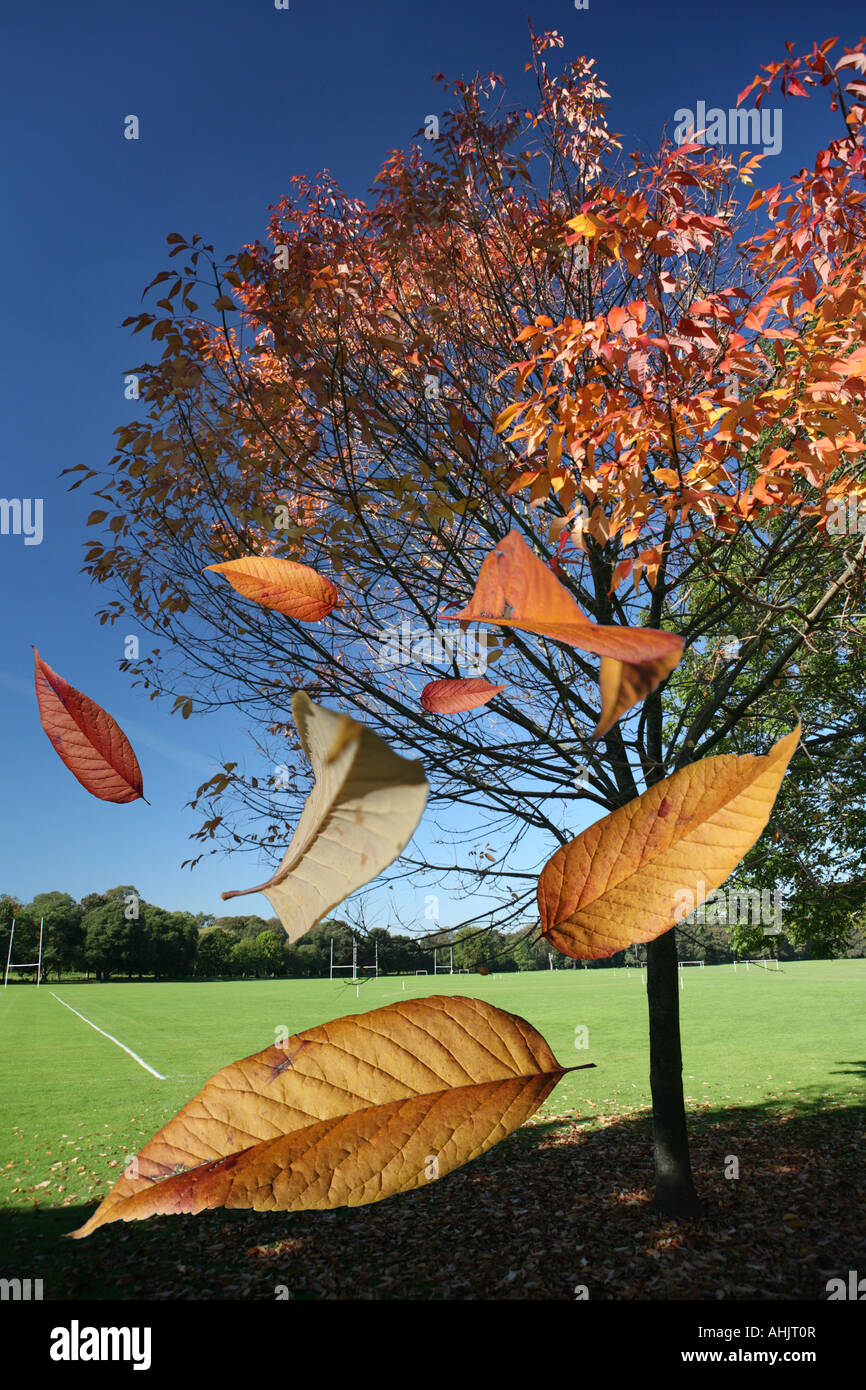 autumn leaves fall of a tree in a park marking the passing seasons and ...