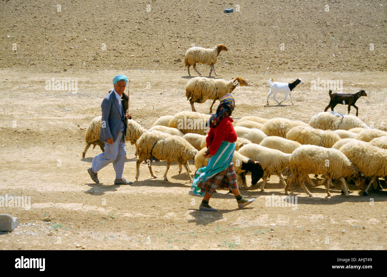 Goats and sheep hi-res stock photography and images - Alamy