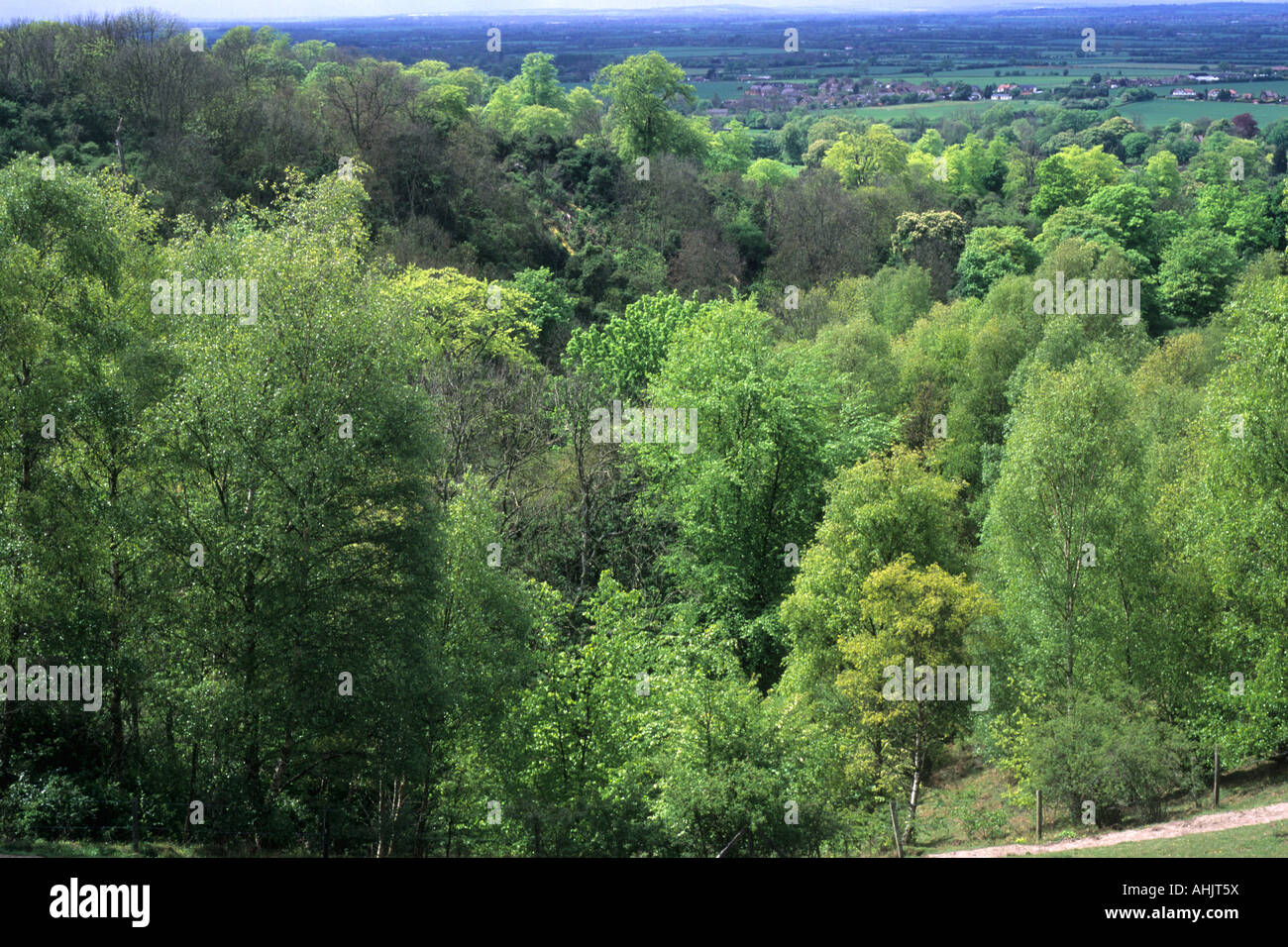 Ellesborough Warren Buckinghamshire woodland Stock Photo - Alamy