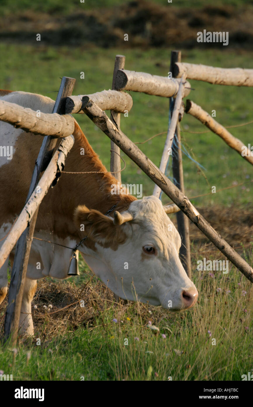 Striving for freedom hi-res stock photography and images - Alamy