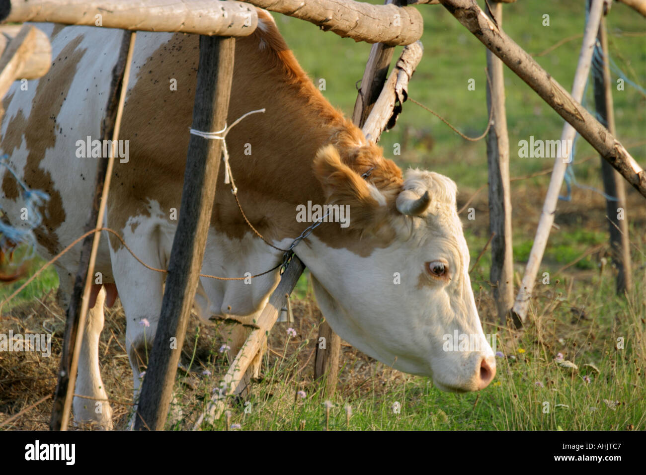 Striving for freedom hi-res stock photography and images - Alamy