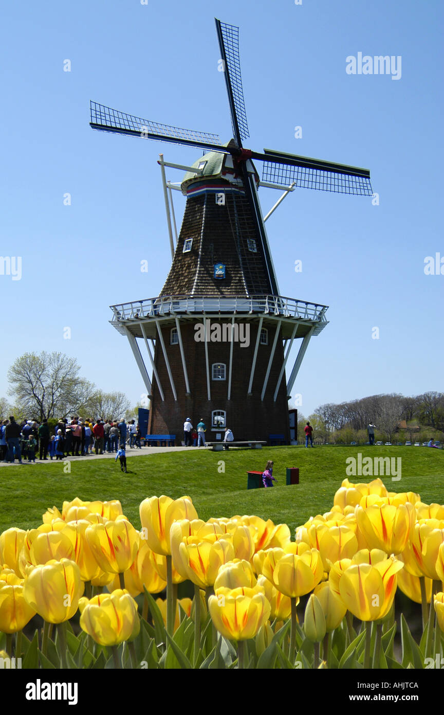 Big windmill on Windmill Island in BG with Yellow Tulips in FG. Tulip ...