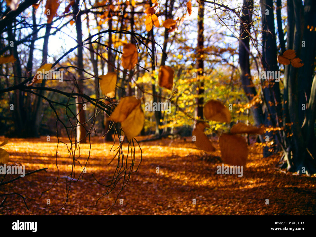 Autumn Leaves Blowing Wind Stock Photos & Autumn Leaves Blowing Wind ...