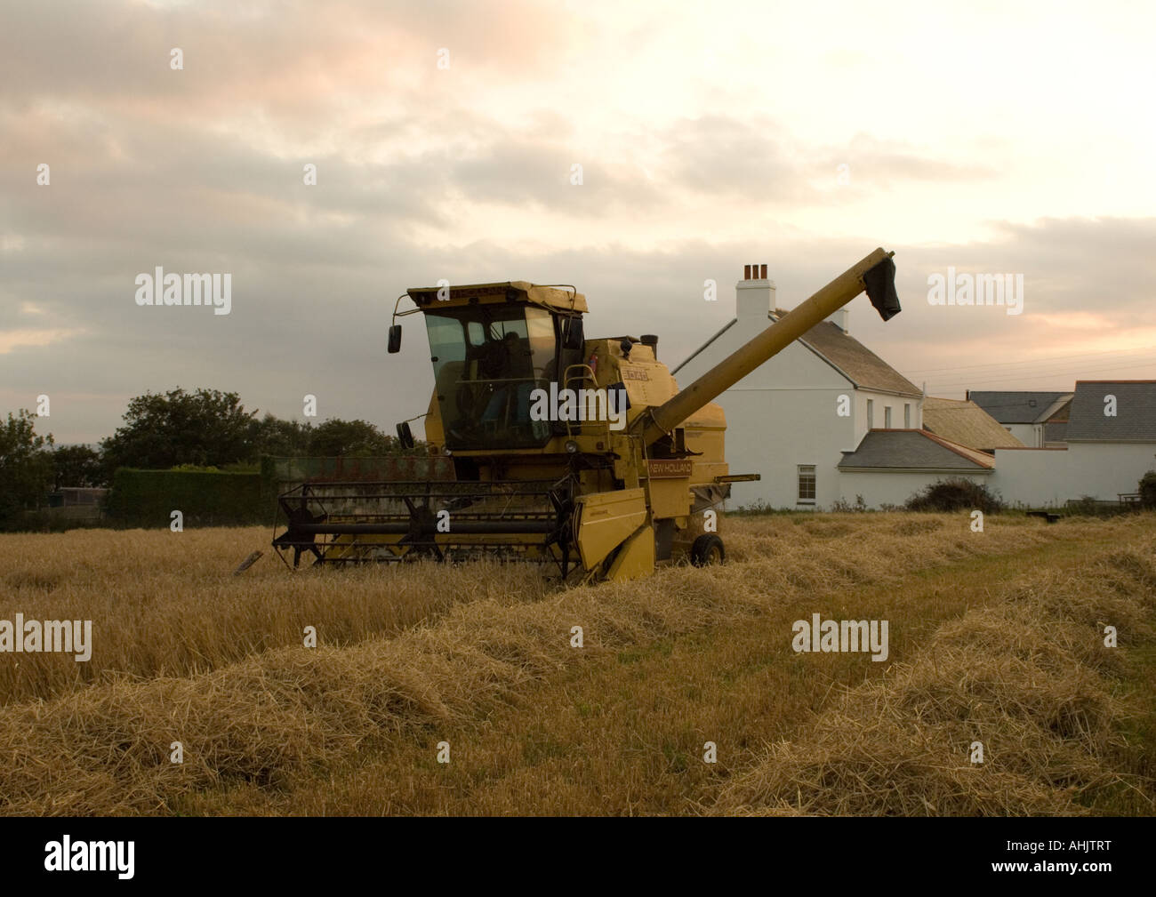 Harvesting barley in the early evening Stock Photo - Alamy