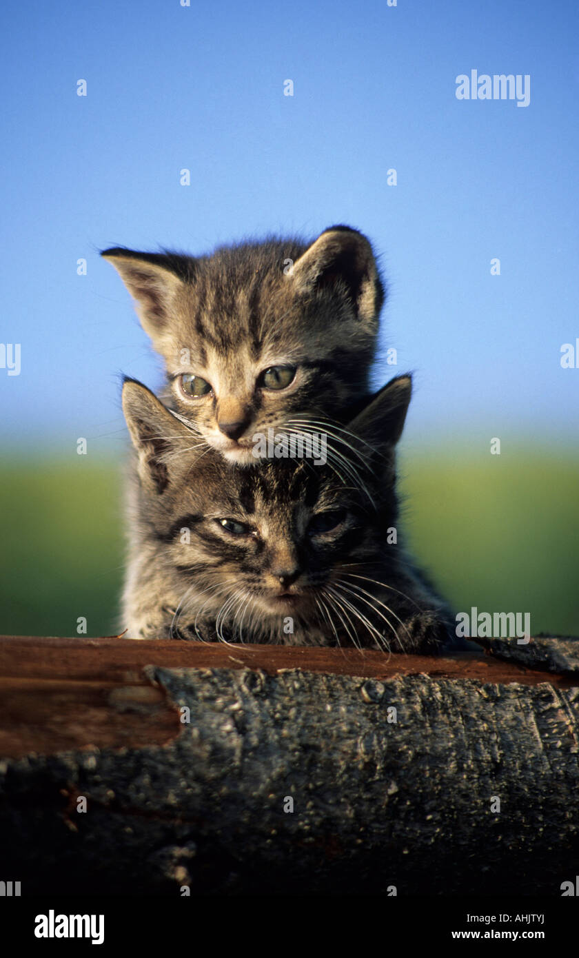 zwei junge Hauskatzen übereinander two young domestic cats one upon the ...
