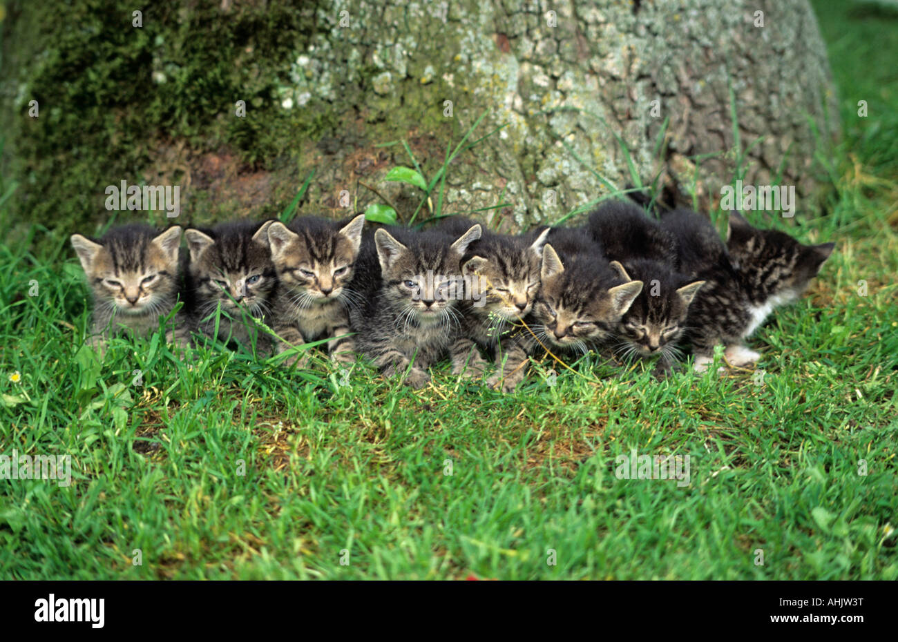 acht junge Hauskatzen nebeneinander sitzend eight young domestic cats ...