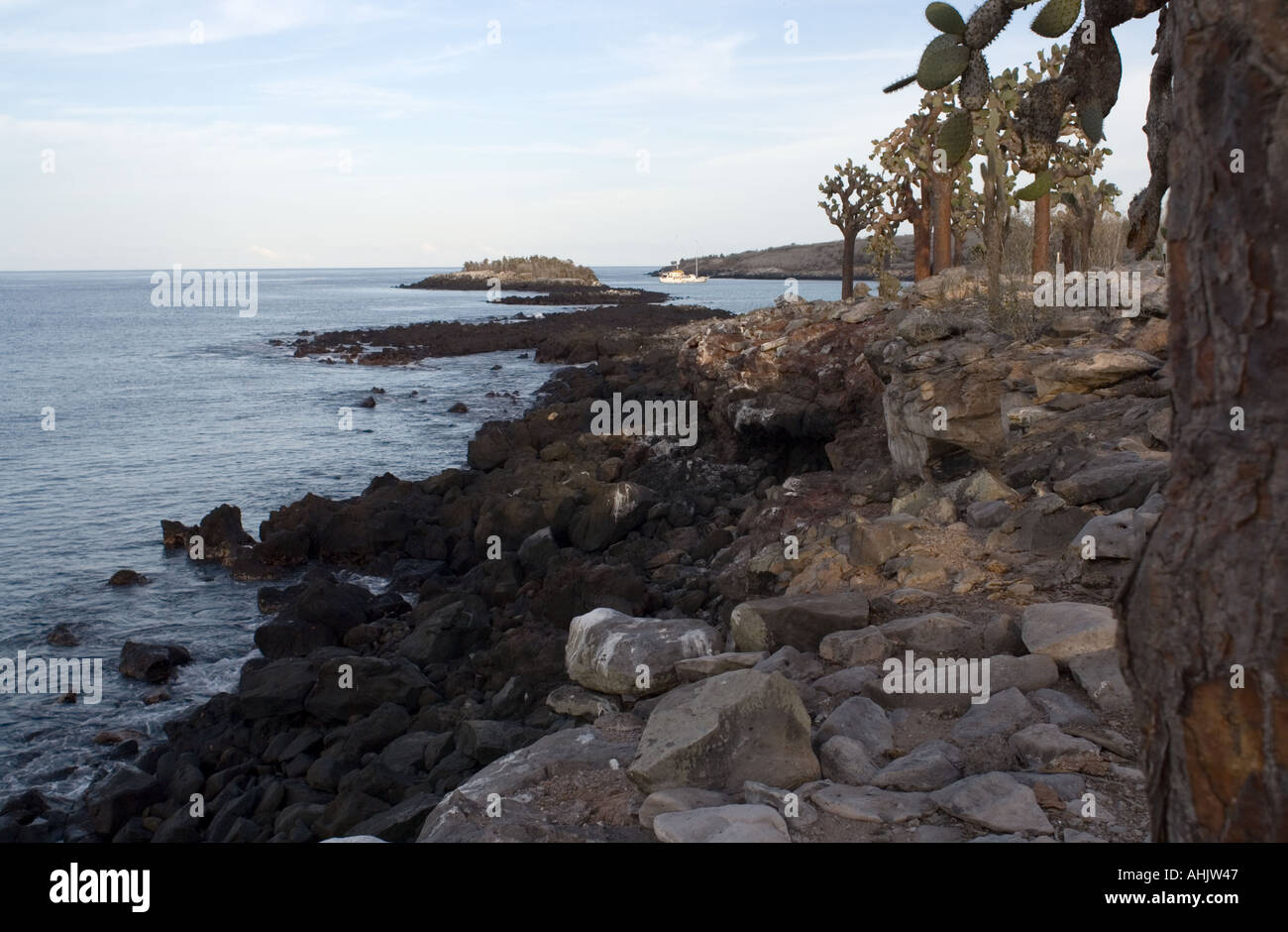Giant Prickly Pear Cactus (Opuntia echios var. barringtonensis) South ...