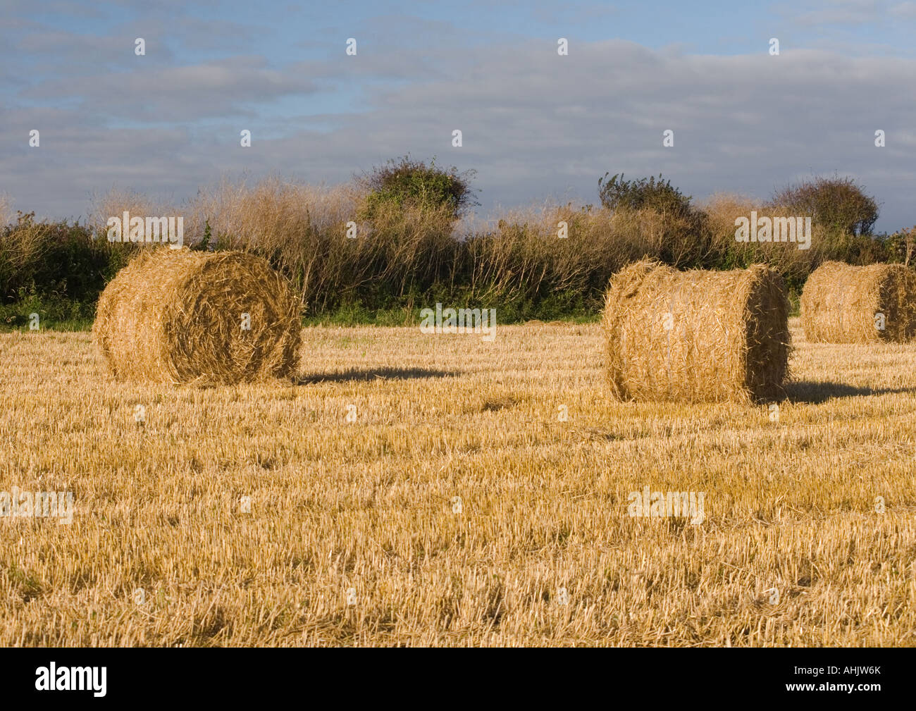Round barley straw bales awaiting collection Stock Photo - Alamy