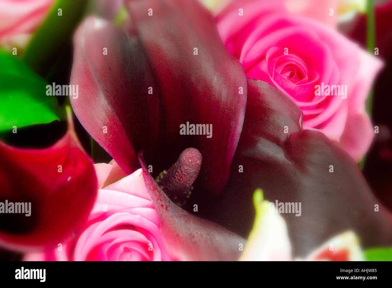 Dark red lily flowers hi-res stock photography and images - Alamy