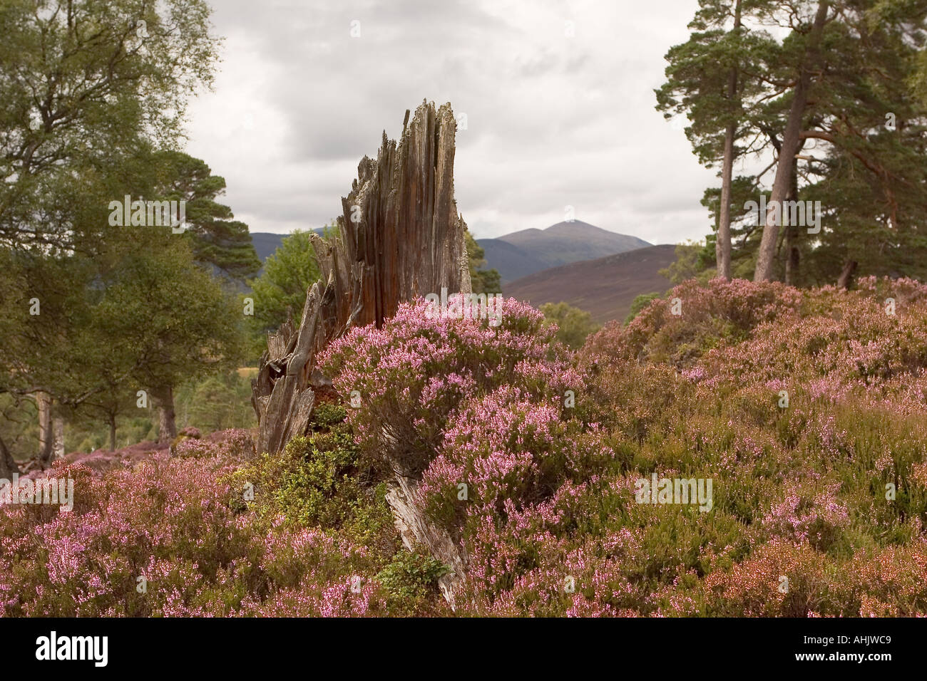 Scottish purple heather moors and Caledonian Pine trees Mar Lodge ...