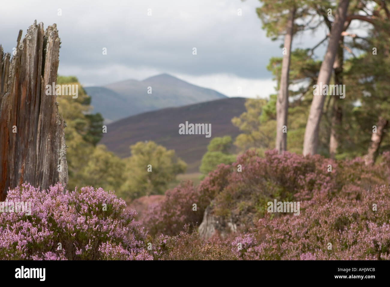 Scottish purple heather moors and Caledonian Pine trees Mar Lodge ...
