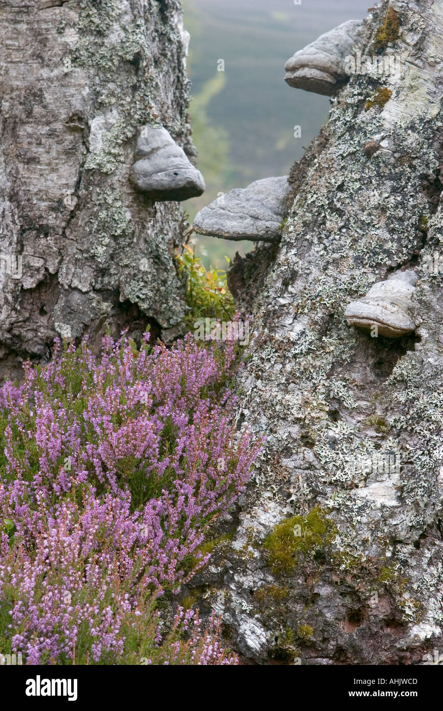 Birch Tree bracket Fungi and heather in flower; Scottish moors Mar ...